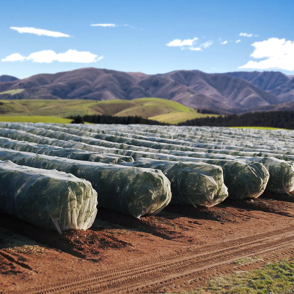 Drape Net Protection – Horticultural Innovations